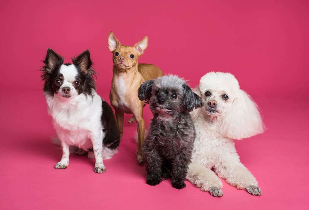 10 Rekomendasi Snack Anjing Terbaik & Bernutrisi di Indonesia 2025