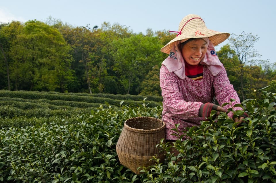 10 Teh Oolong Terbaik dari Merk yang Bagus di Indonesia 2024