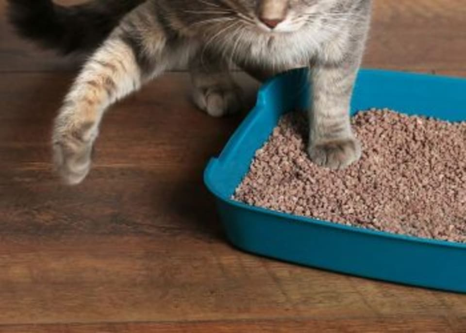 11 Rekomendasi Pasir Kucing Terbaik dan Bagus 2024